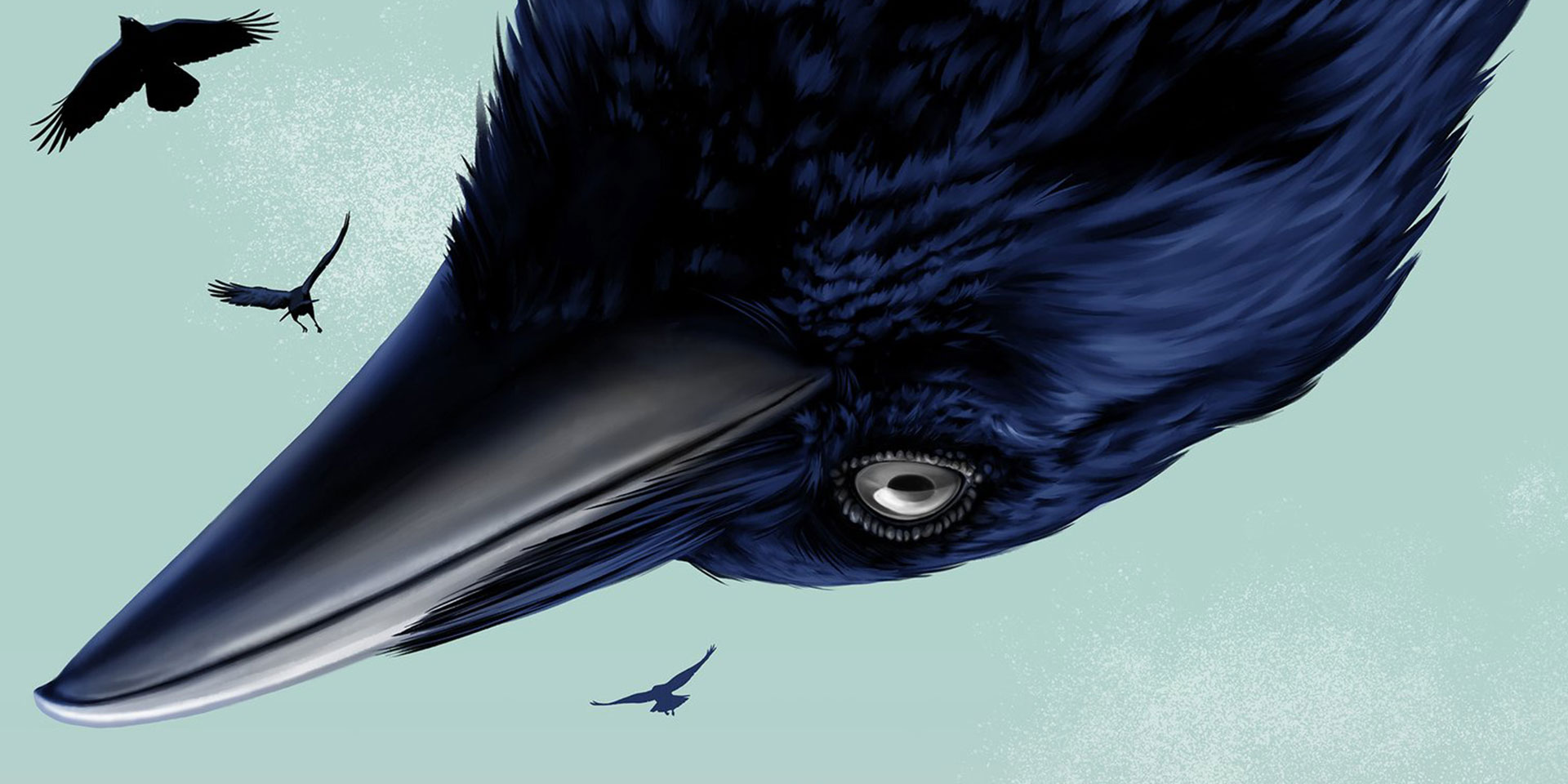 Crows "Nature is watching us" | PULK